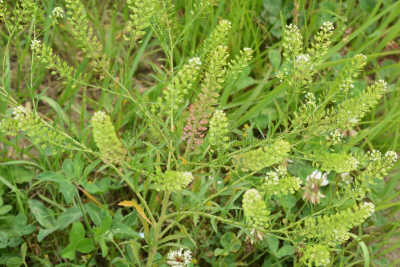 Lepidium virginicum stock image. Image of flowers, galicia - 149422267