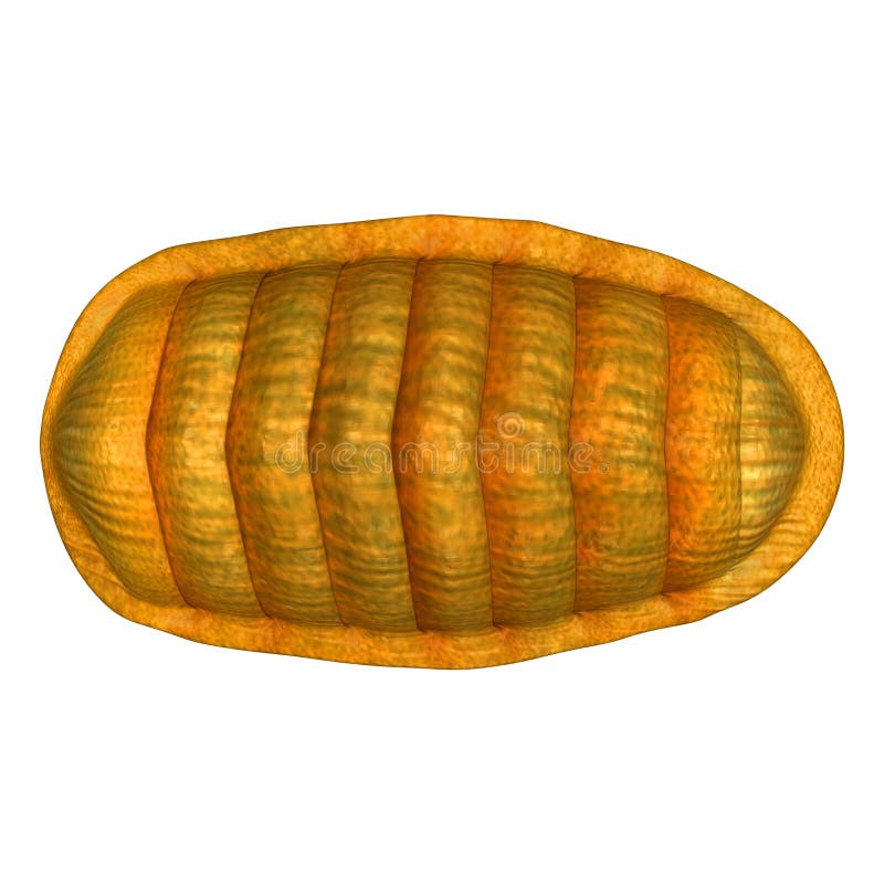 Lepidopleurus stock illustration. Illustration of people - 49323104