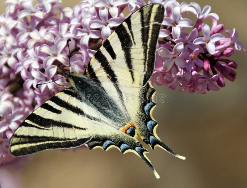 Lepidoptera Butterfly Sits on a Flower. Stock Image - Image of wings ...