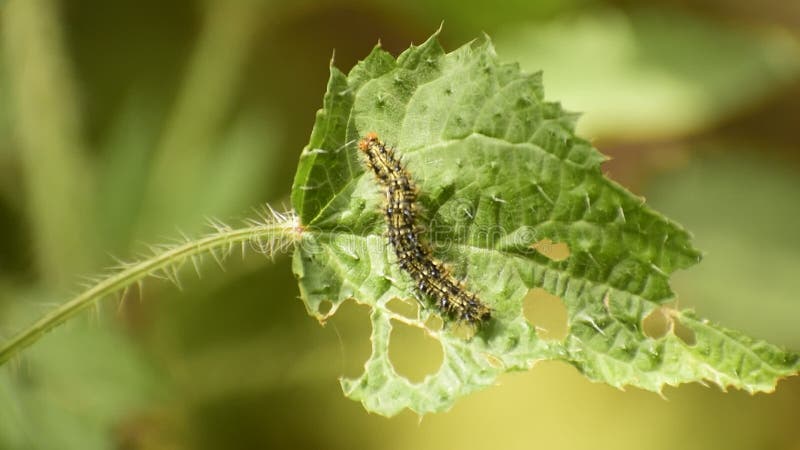 Lepidoptera Butterfly Larva Crawling on the Stinging Nettle Leaf Stock ...