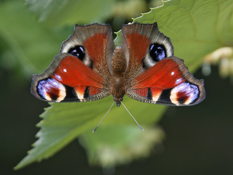 Lepidoptera Butterfly Sits on a Flower. Stock Image - Image of wings ...
