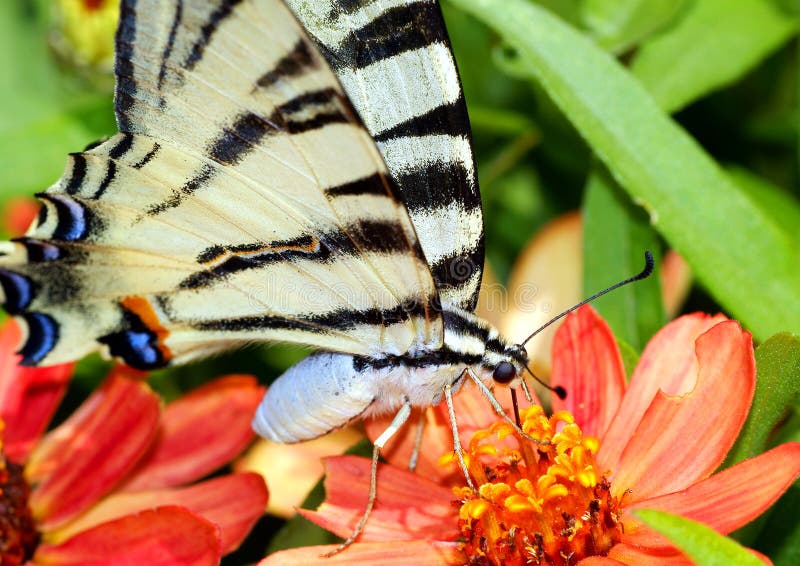 Lepidopteran(Iphiclides Podalirius) Stock Photo - Image of hairy ...