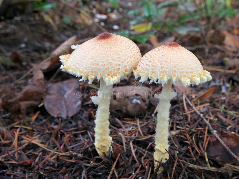 Lepiota Magnispora - Shield Dapperling Stock Image - Image of mycology ...