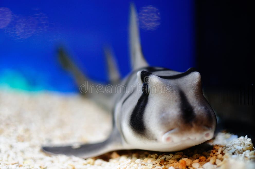 Lepoard Shark stock image. Image of fishing, nature, skate - 9747603