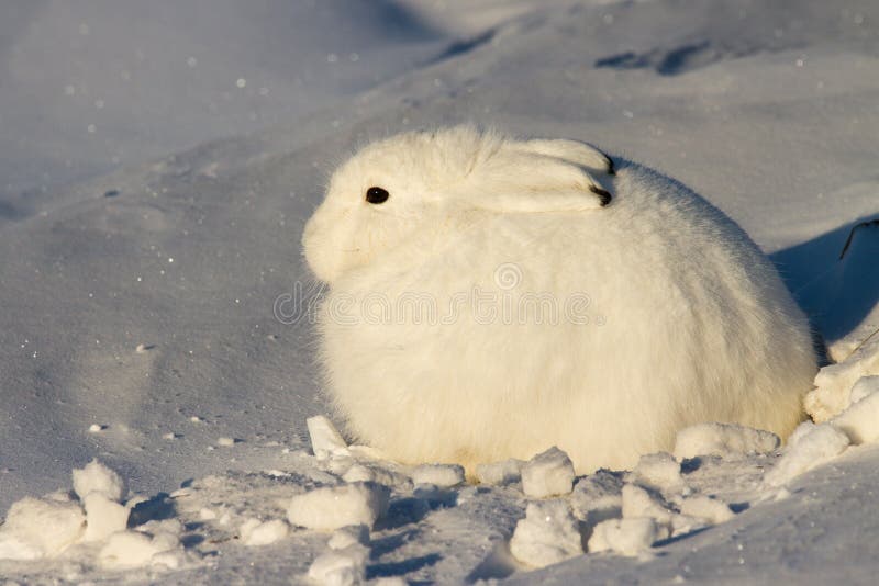 Lepre artica immagine stock. Immagine di animale, natura - 58998987