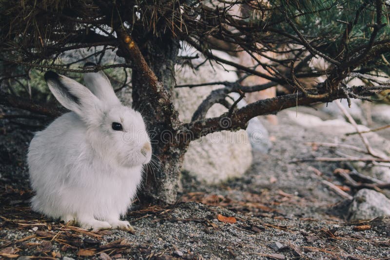Lepre artica fotografia stock. Immagine di lepri, neve - 72919930