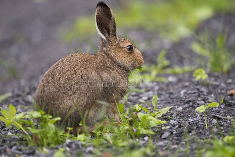 Lepri Della Montagna, Lepre Variabile Fotografia Stock - Immagine di ...