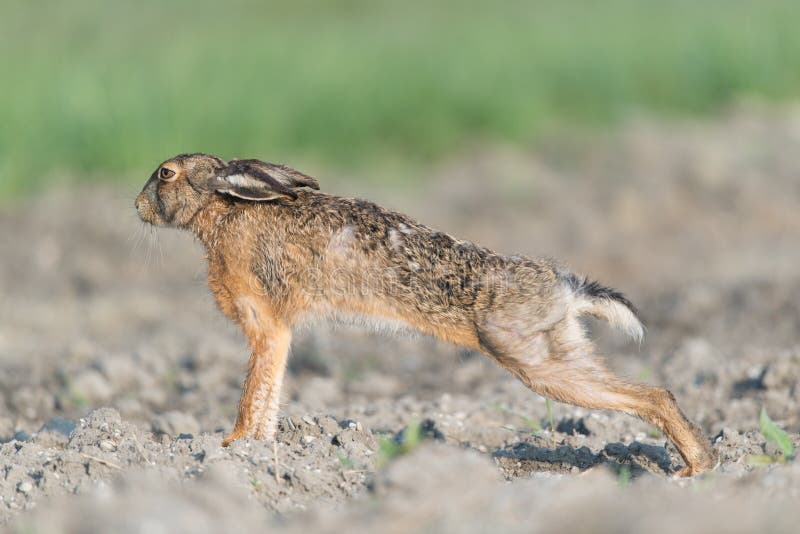 Lepre comune immagine stock. Immagine di verde, caccia - 30901179