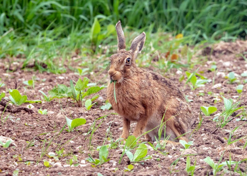 Lepre Che Mangia Il Sole Dell'erba Di Mattina Fotografia Stock ...