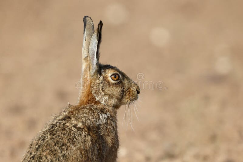 Lepre Di Brown, Europaeus Del Lepus Fotografia Stock - Immagine di ...