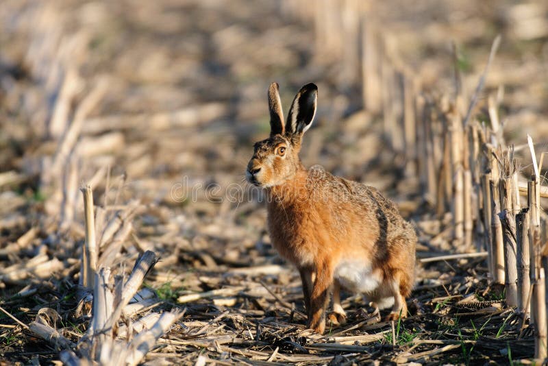 Lepre comune nel campo fotografia stock. Immagine di roditore - 95569530
