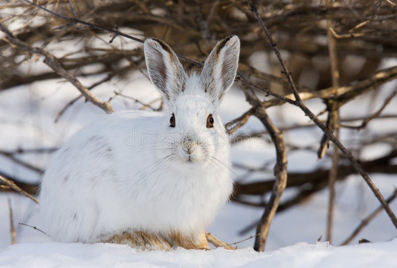 Lepus Della Lepre Di Racchetta Da Neve Americanus Immagine Stock ...