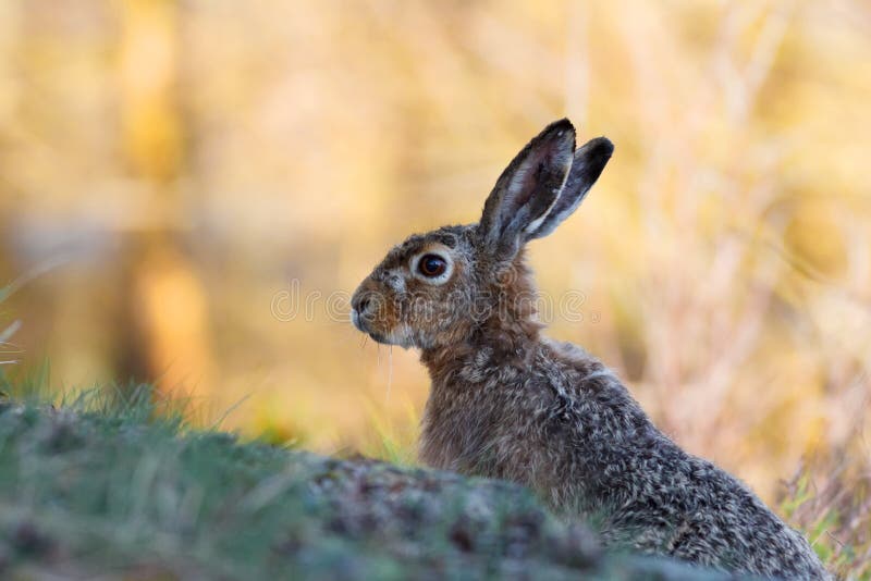 Lepre Europea Nel Profilo Con Fondo Giallo Immagine Stock - Immagine di ...