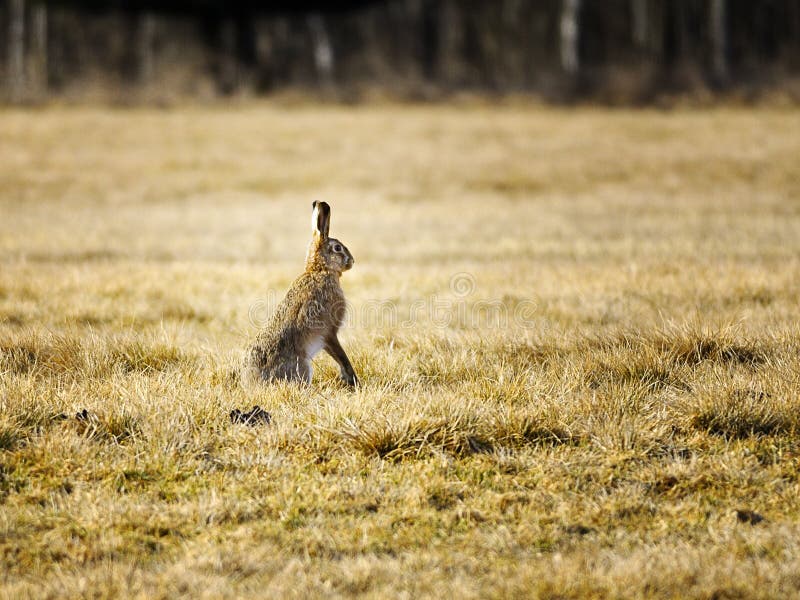 Lepri fotografia stock. Immagine di selvaggio, allarme - 17547362
