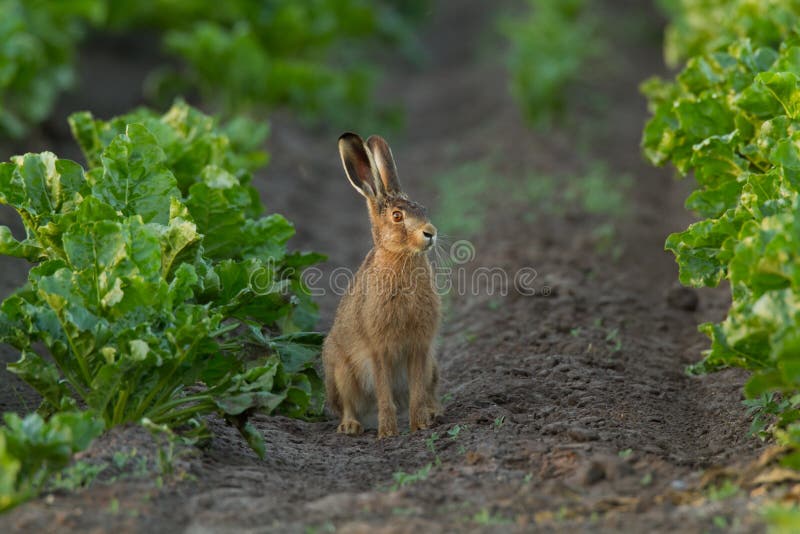 Lepri immagine stock. Immagine di basette, coniglio, roditore - 13283947