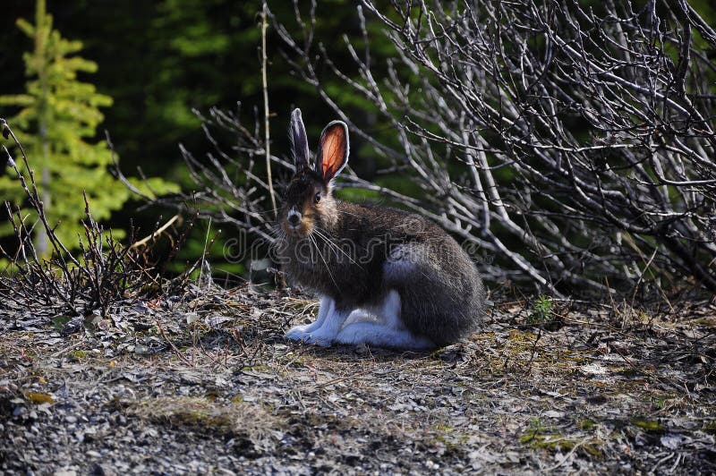 Lepri. immagine stock. Immagine di nuvoloso, resto, montagne - 24202029