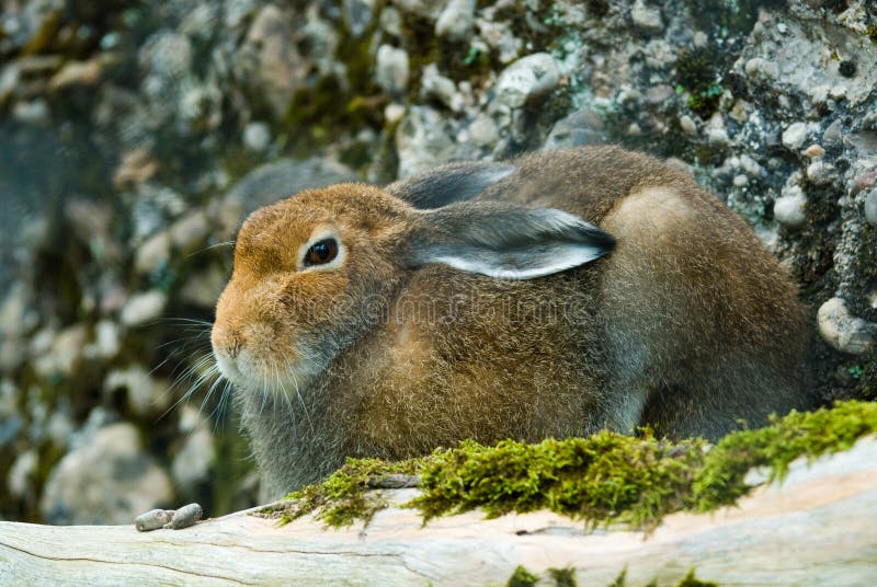 Lepre Della Montagna, Timidus Del Lepus, Posare, Sedentesi Un Giorno ...