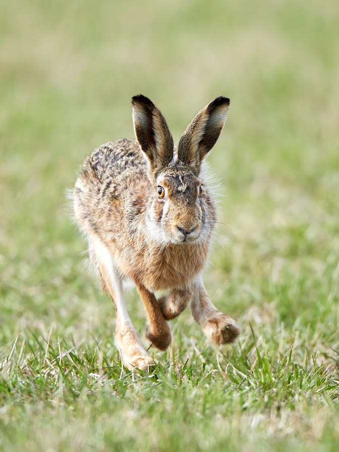 Lepri Europee (europaeus Del Lepus) Fotografia Stock - Immagine di nave ...