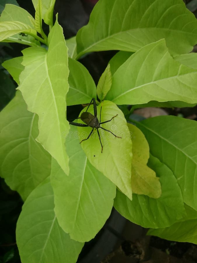 Lepticorisa Oratorius Sp. is Resting on a Green Leaf Stock Image ...