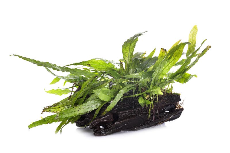 Leptochilus Pteropus Stock Photos - Free & Royalty-Free Stock Photos ...