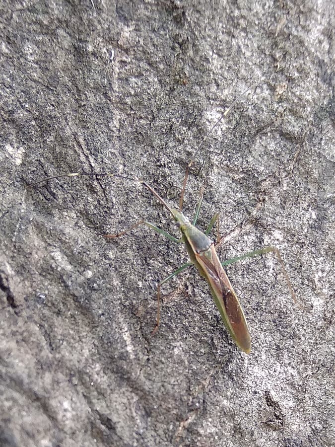 Leptocorisa Oratoria, the Rice Ear Bug Stock Photo - Image of tree ...