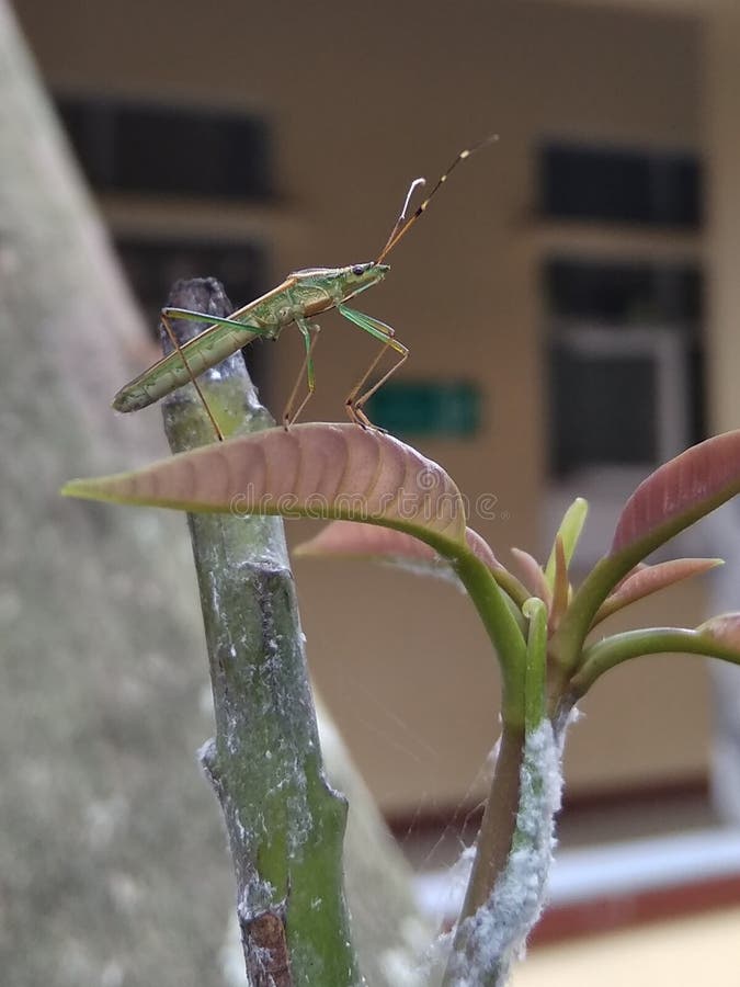 Leptocorisa Oratoria, the Rice Ear Bug Stock Photo - Image of rice ...