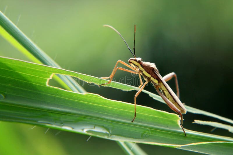 Leptocorisa oratorio stock photo. Image of high, leptocorisa - 216304978