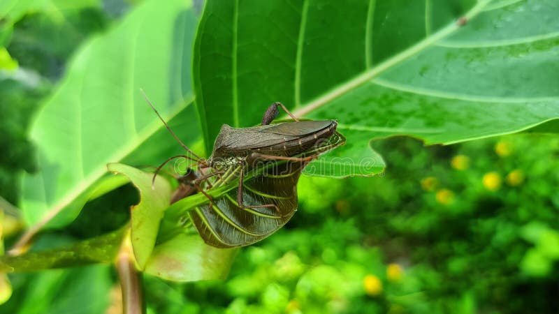 Leptocorisa Oratorius is Disguised on a Leaf Stock Image - Image of ...