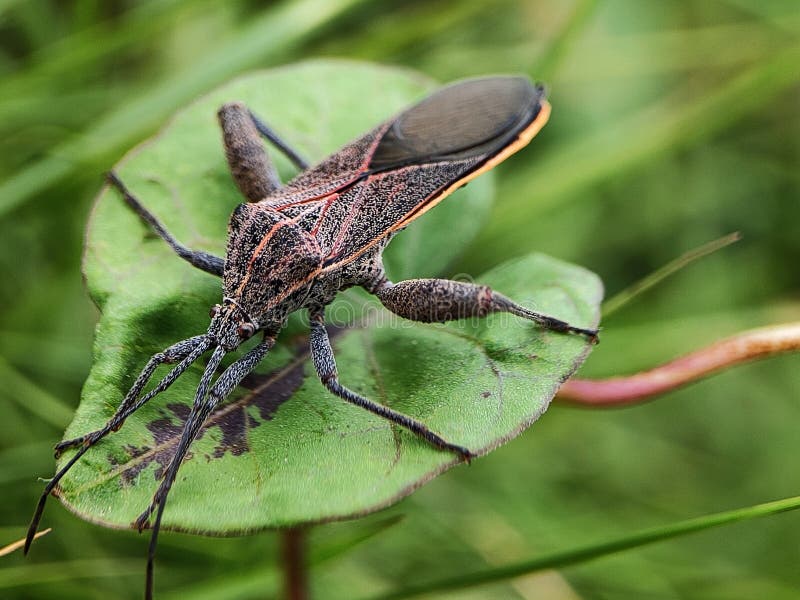 Leptocorisa Oratorius Insects that Perch on the Leaves Stock Photo ...