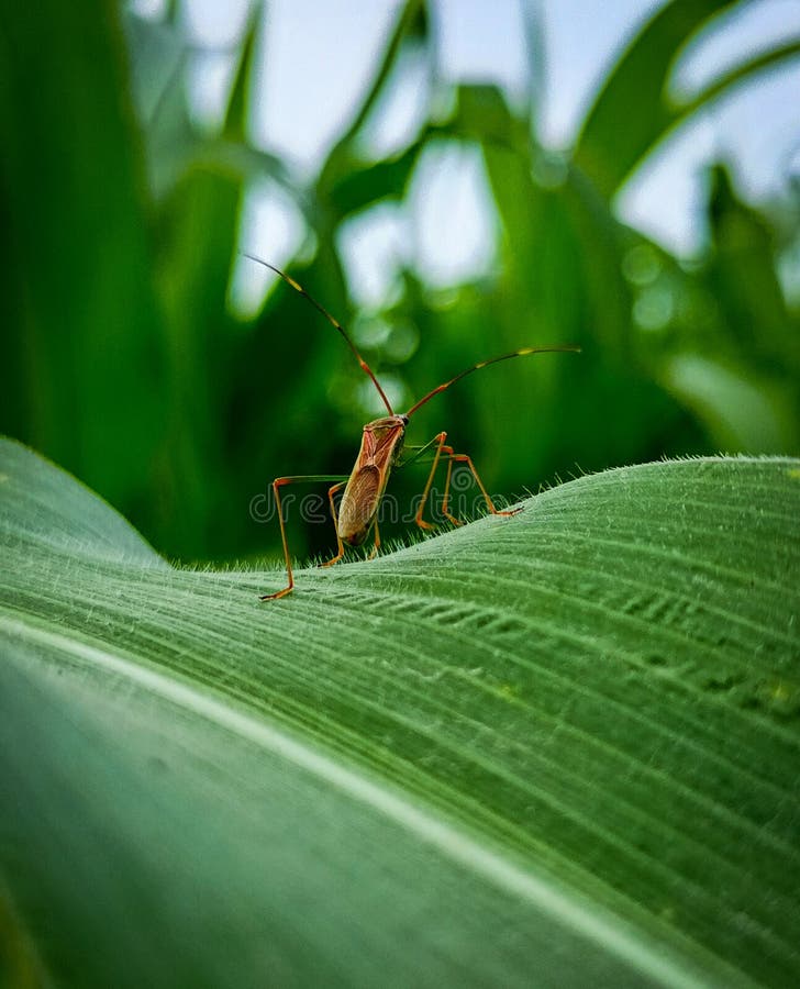 Leptocorisa Sitting on a Leaf Stock Image - Image of sitting, insect ...