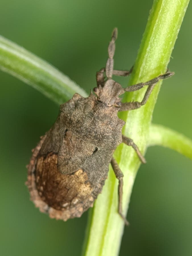 Leptoglossus Phyllopus or Eastern Leaf-footed Bug is a Species of Leaf ...