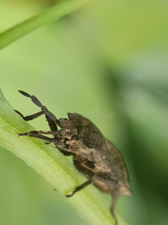 Leptoglossus Phyllopus or Eastern Leaf-footed Bug is a Species of Leaf ...