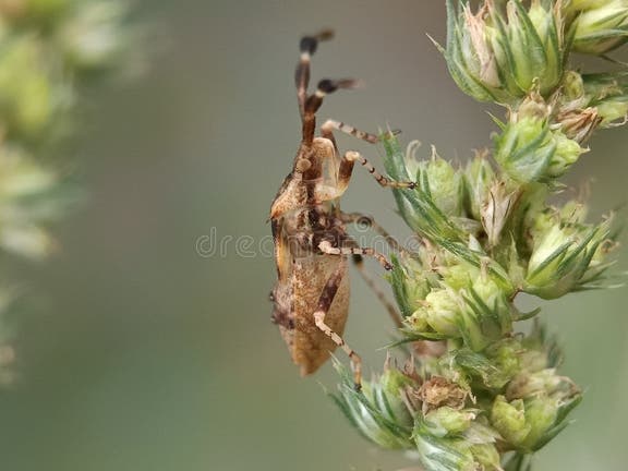Leptoglossus Phyllopus or Eastern Leaf-footed Bug is a Species of Leaf ...