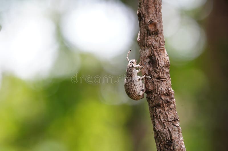 Leptopius Stock Photos - Free & Royalty-Free Stock Photos from Dreamstime