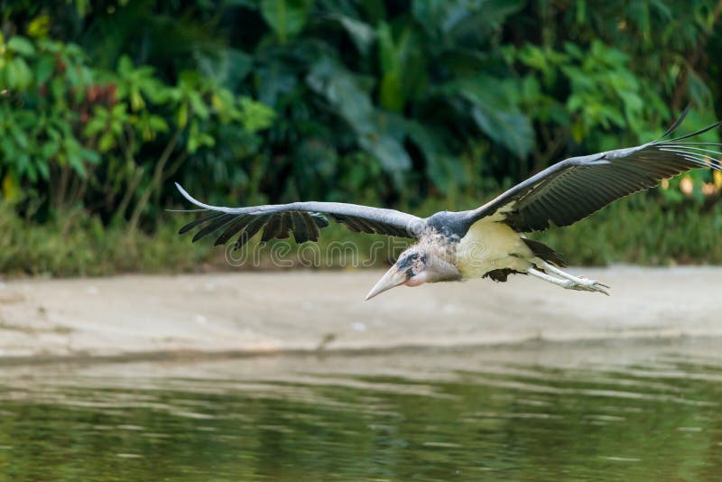 Leptoptilos Crumeniferus Marabou Storkhea Deatil Eye Looking Close Up ...