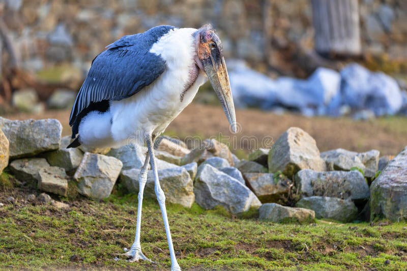 Leptoptilos Crumeniferus - Marabu, Stork-like Bird, Side View. Standing ...