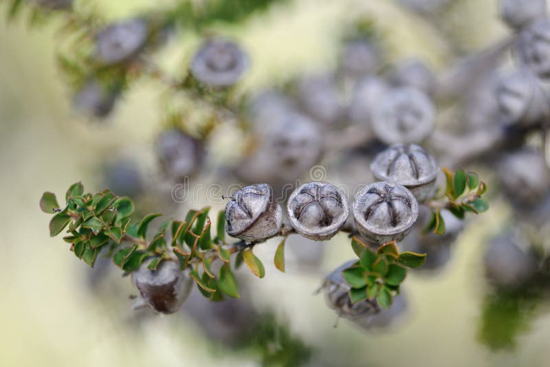 Leptospermum Scoparium Plant Stock Image - Image of seeds, outdoors ...