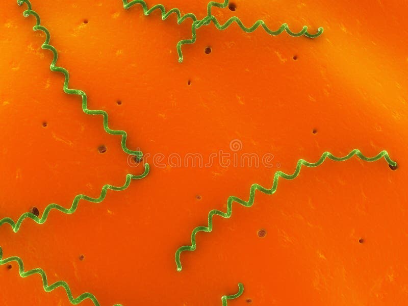 Leptospira stock illustration. Illustration of microcosmos - 2231919