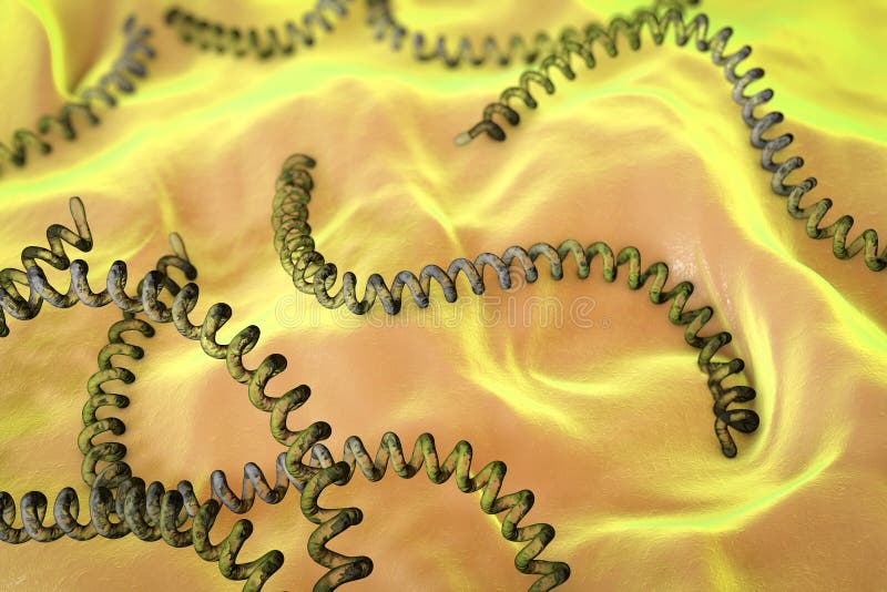 Leptospira, Bacterias Que Causan Leptospirosis Stock de ilustración ...