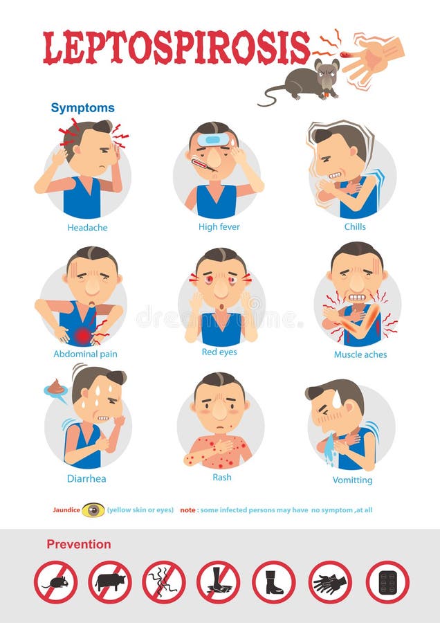 Leptospirose illustration de vecteur. Illustration du ferme - 76759635