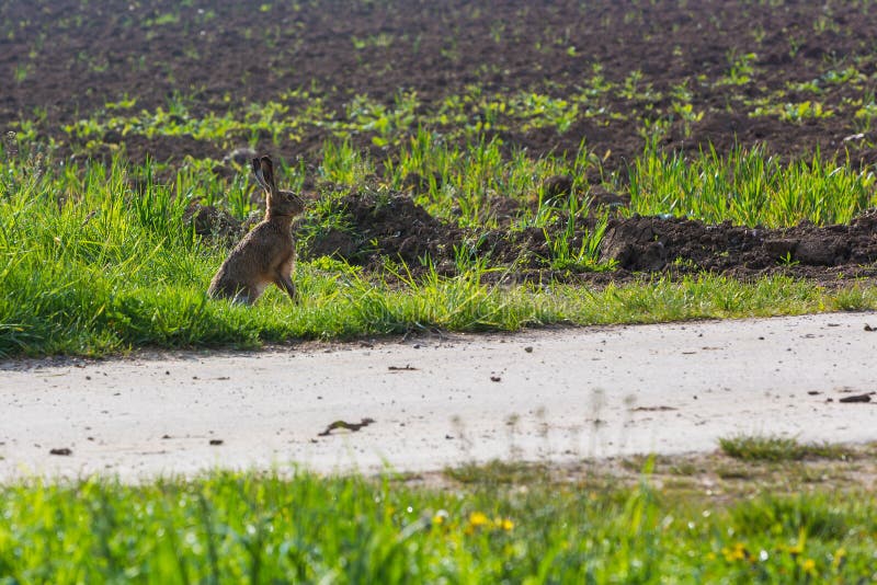Wild rabbit stock photo. Image of natural, portrait, shilouette - 40729100