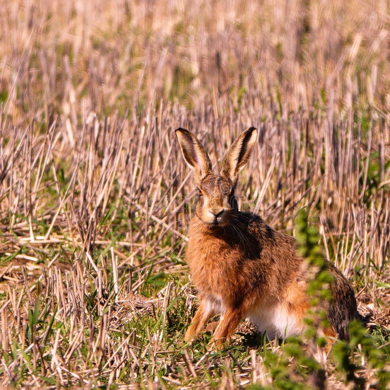 Hare or Jackrabbit. stock photo. Image of leporid, lepus - 176370538