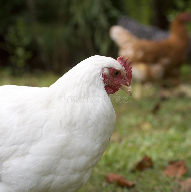 Lernbegierige Henne stockfoto. Bild von henne, frau, eier - 10580932