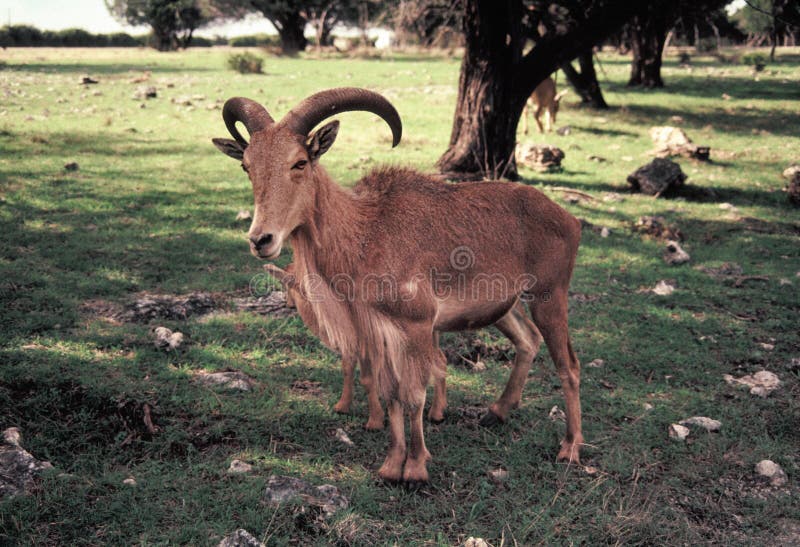 Lervia Do Ammotragus Do Aoudad Imagem de Stock - Imagem de selvagem ...