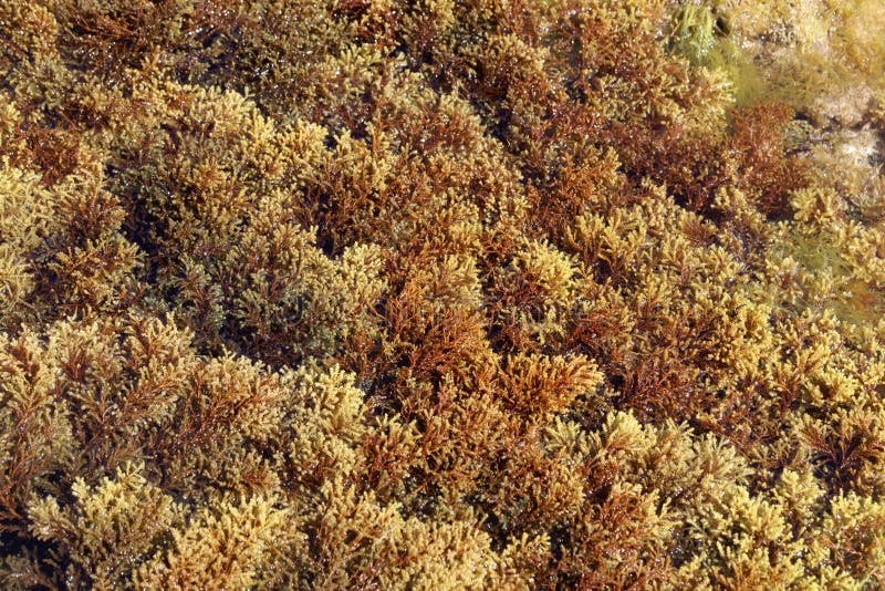 Les Algues Brunes Cystoseira Mediterranea Photo stock - Image du ...