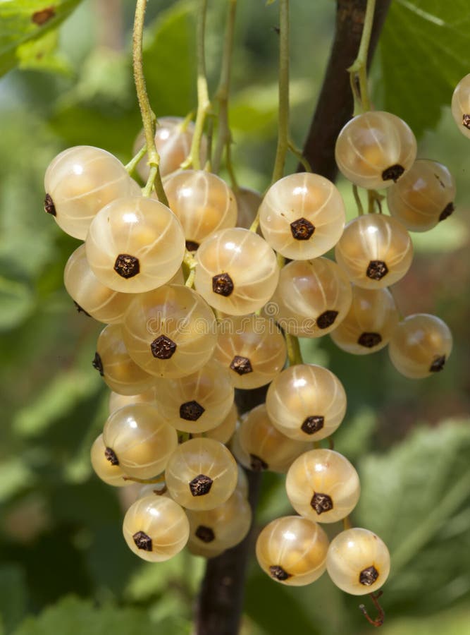 2,203 Groseille Blanche Photos libres de droits et gratuites de Dreamstime