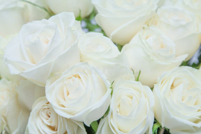Les belles roses blanches photo stock. Image du coeur - 109556516