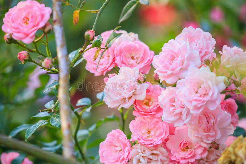 Les Belles Roses Roses Fleurissent Dans Le Jardin Photo stock - Image ...