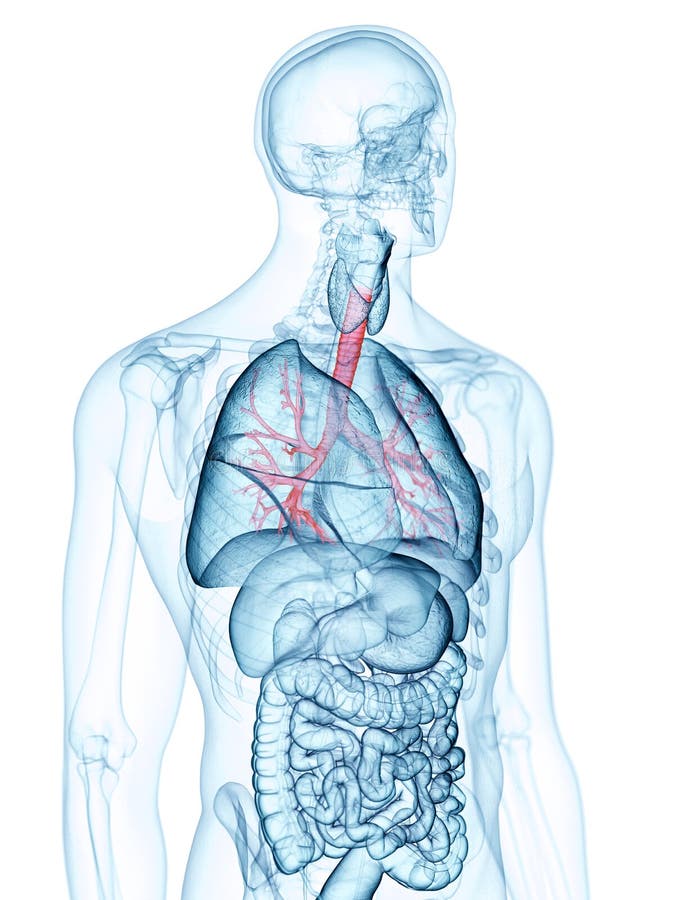Les bronches illustration stock. Illustration du anatomie - 74888536