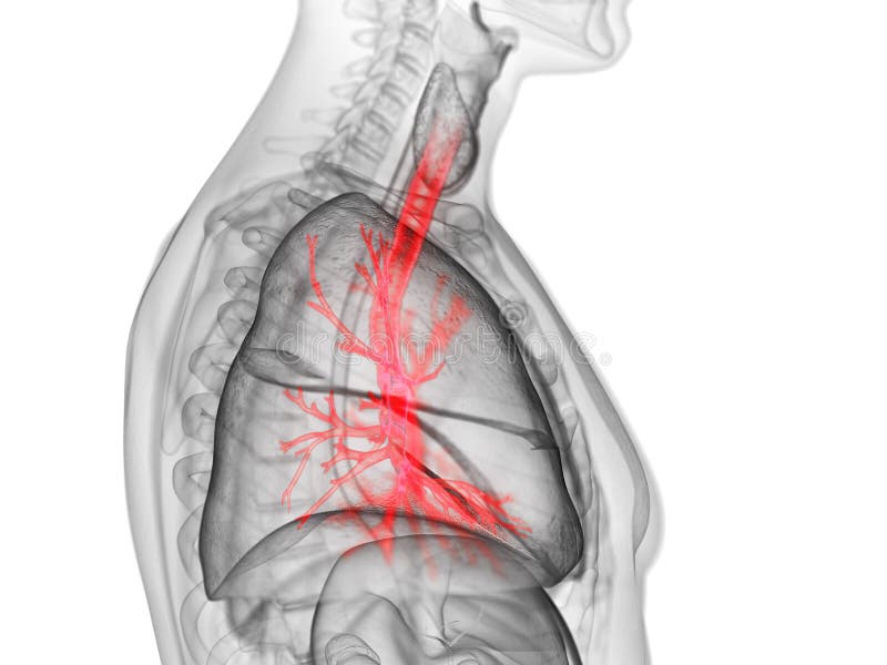 Les bronches illustration stock. Illustration du précis - 155221031